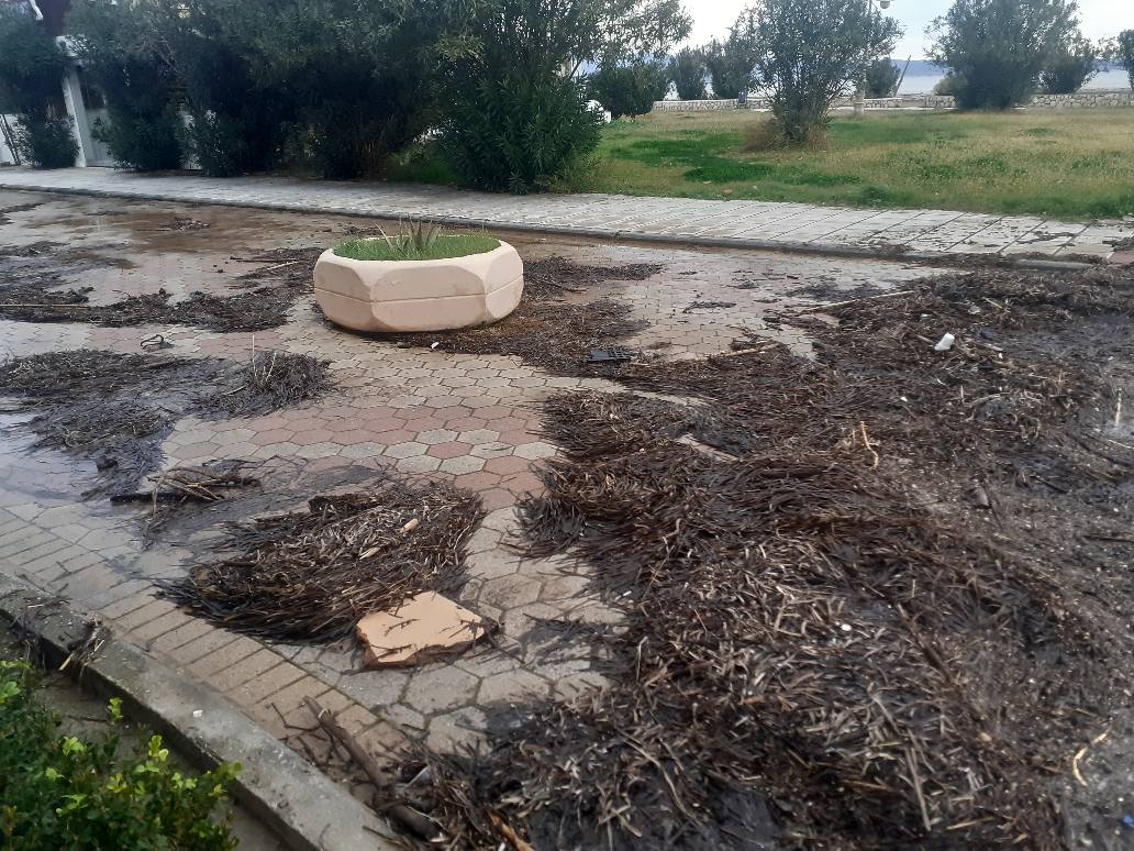 ΖΗΜΙΕΣ ΣΕ ΝΕΑ ΠΟΤΙΔΑΙΑ ΚΑΙ ΝΙΚΗΤΗ - HalkidikiPost