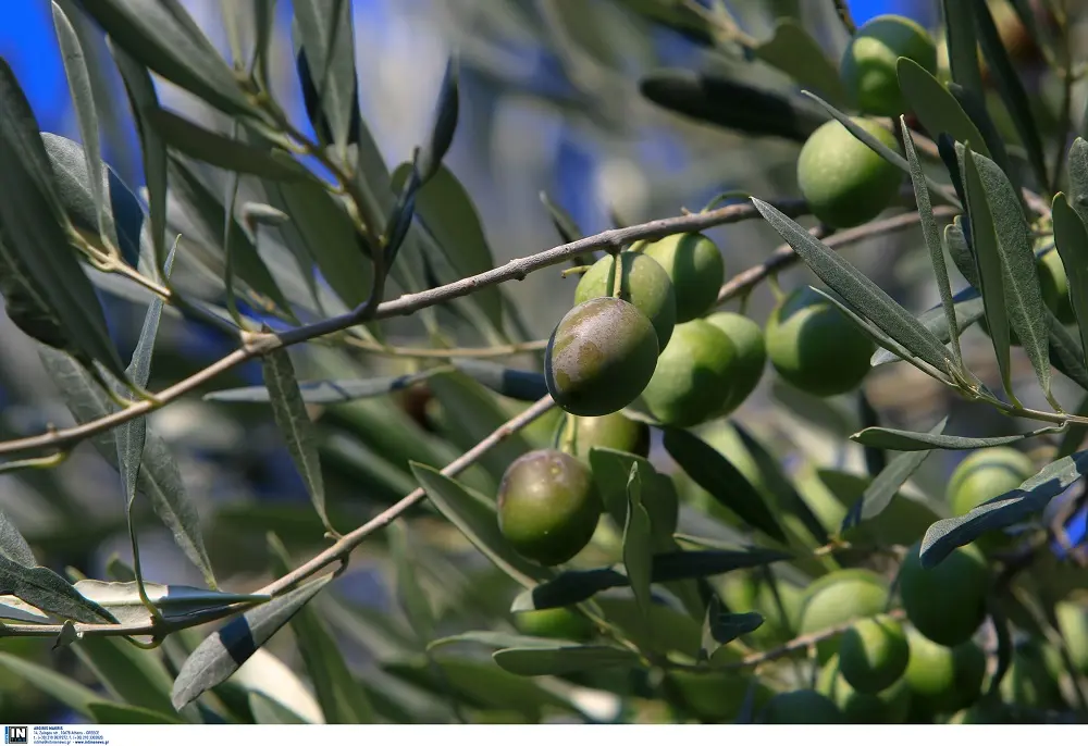 Κ. Μάλαμα : Επιβάλλεται η λήψη μέτρων για την αντιμετώπιση των ...