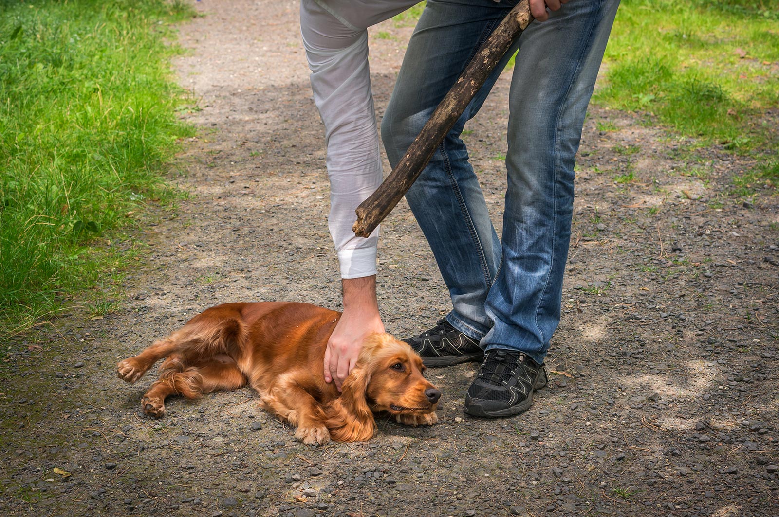 53 συλλήψεις για περιστατικά κακοποίησης ζώων από τις αρχές Ιουλίου ...