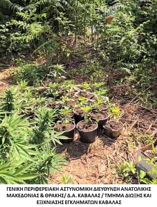Εντοπίστηκε φυτεία δενδρυλλίων κάνναβης σε δύσβατη περιοχή της ...